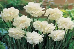 Famaritana sy nuances of growar Narcissus mitombo calgary