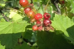 Hvernig á að takast á við kóngulómerki á Currant Folk úrræði og lyf