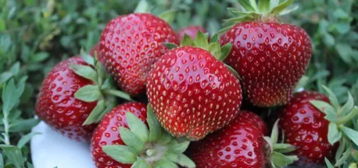 用于开放土壤的莫斯科地区的最佳草莓品种：何时植物以及如何成长