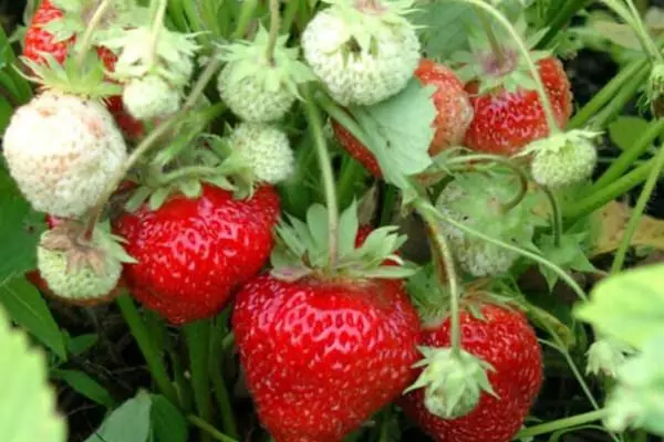 Apakah jenis strawberi yang lebih baik untuk dipilih untuk rantau Moscow untuk tanah terbuka, berkembang