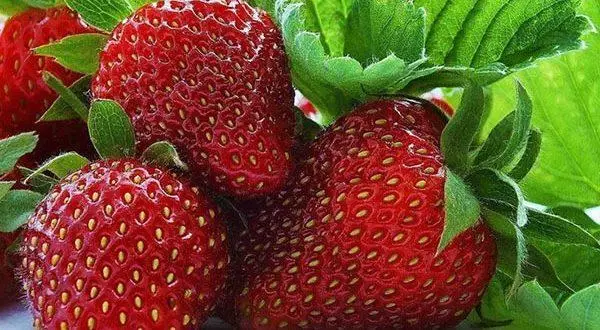Reife Erdbeeren.