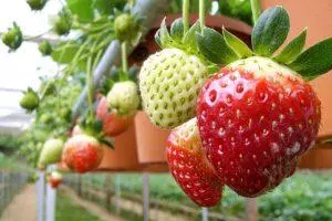 Faapipiiina o hydroponics mo le tuputupu aʻe o strawberries, faʻafefea ona faia meafaigaluega ma ou lima lima