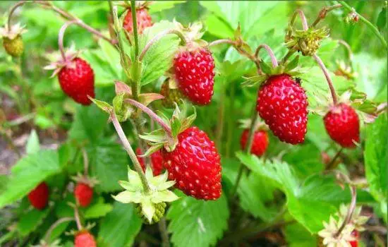 浆果草莓