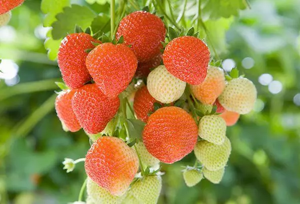 Ntau Berries