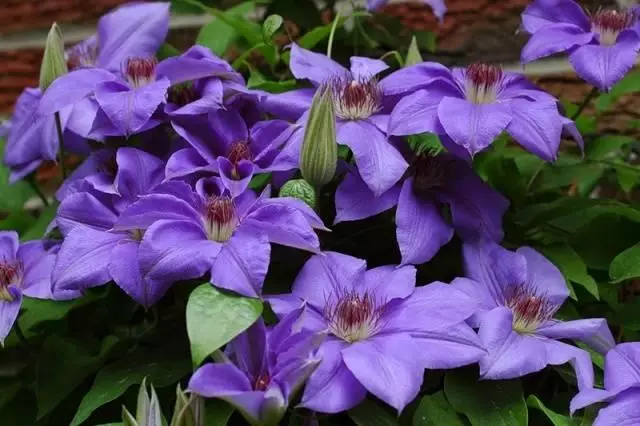 Kembang clematis