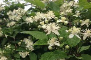 Deskrizzjoni u varjetajiet ta 'clematis vinografoliste, karatteristiċi ta' tkabbir