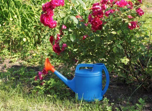 Feeding flowers