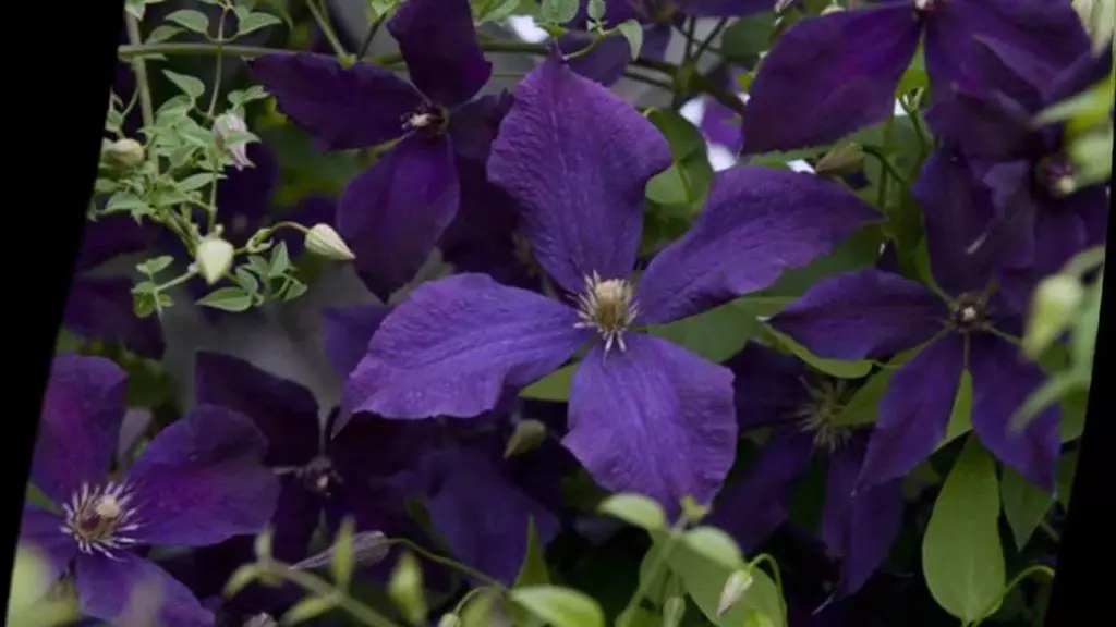 hermosas flores