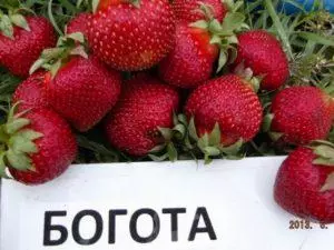 คำอธิบายและลักษณะของ Strawberries Bogota พันธุ์, การลงจอดและการดูแล