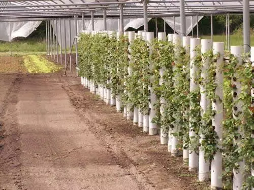 Strawberry in Pipes.