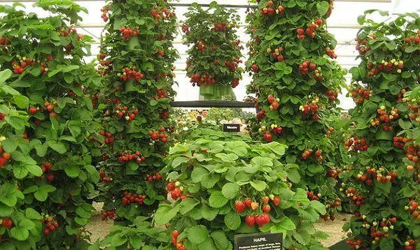 flowerbeds of strawberries