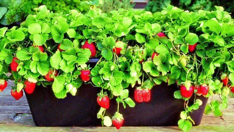 Hvordan man dyrker jordbær hjem hele året rundt: avl og karriering