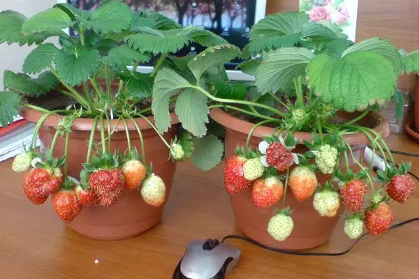 Strawberry in Pots.