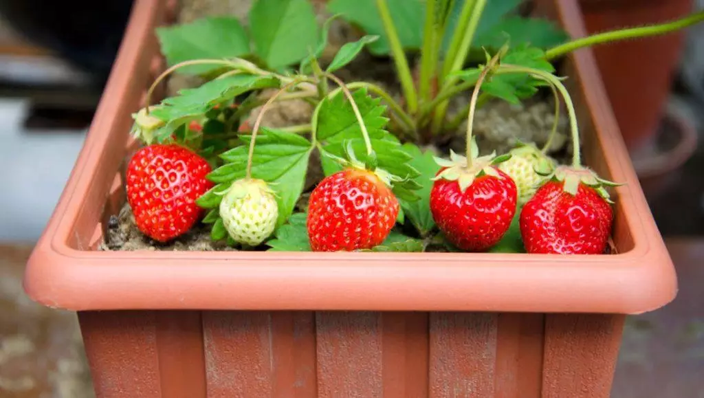 Strawberry in Gord