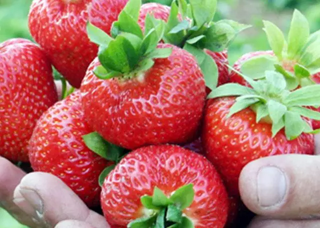 Ripe strawberries