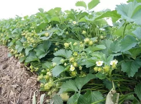 Strawberry bush