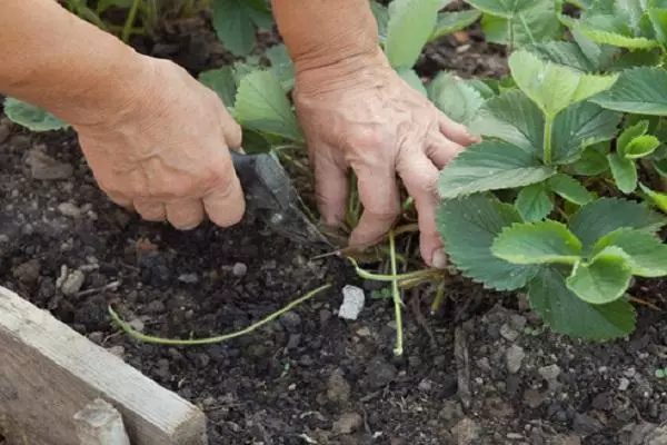 snor fan aardbeien