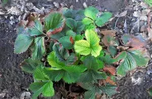 Kial iuj arbustoj de frago ne estas fruktoj kaj eĉ ne floras kaj kion fari