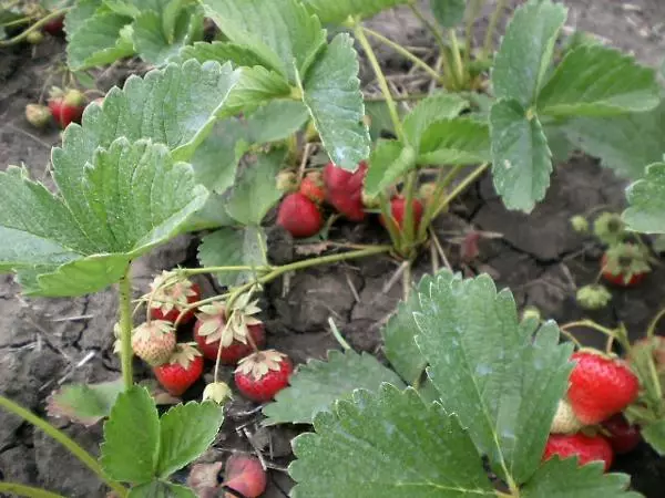 Strawberry bush