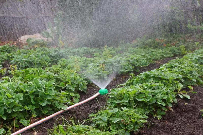 Wetter fan aardbeien