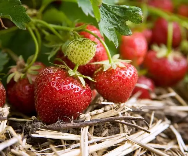 Mulching Strawberries.