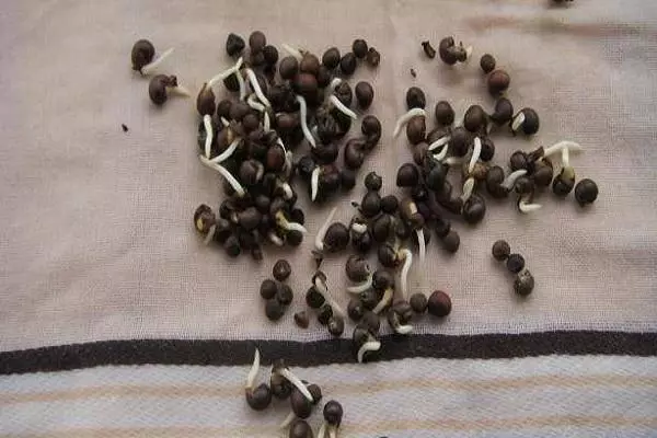 Hibiscis semena