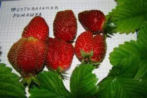 विवरण र स्ट्रबेरी प्रजातिहरूको उत्पत्तिहरू फम्बल, खेती र प्रजनन को विशेषताहरु