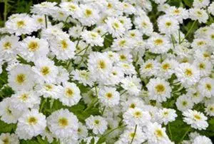 Descrierea și caracteristicile speciilor de chrysanthemum de fată, 8 cele mai bune clase și cultivarea lor