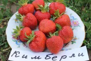 क्रॉबेरी, खेती और प्रजनन की विविधता के विवरण और विशेषताओं की विशेषताएं