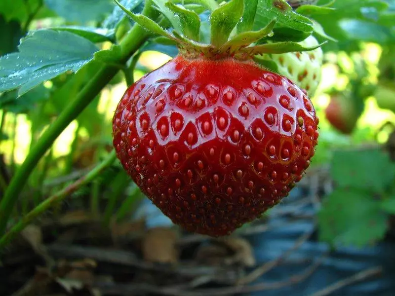Strawberry Belf