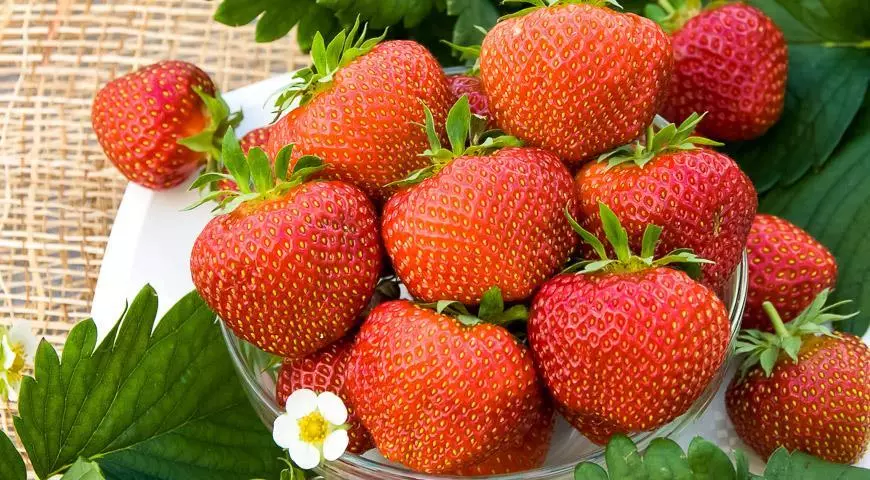 Shirshen Strawberry