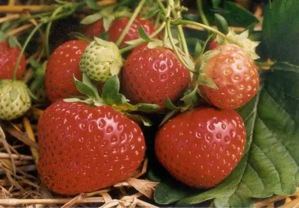 Küps maasikad