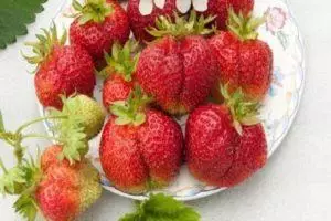 Beskrivelse og egenskaper av jordbær sort Bohemia, landing og omsorg