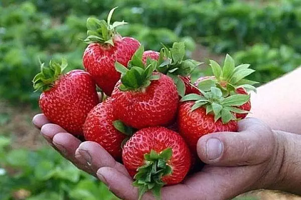 Maasika parandamine