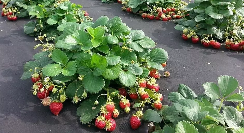 Bush wuxuu hagaajiyaa strawberries