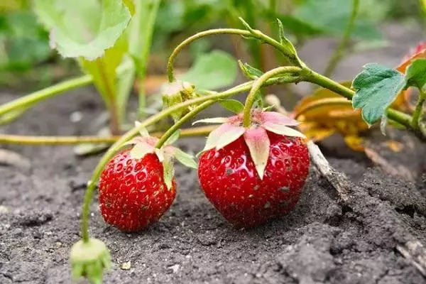 I-strawberries ebomvu