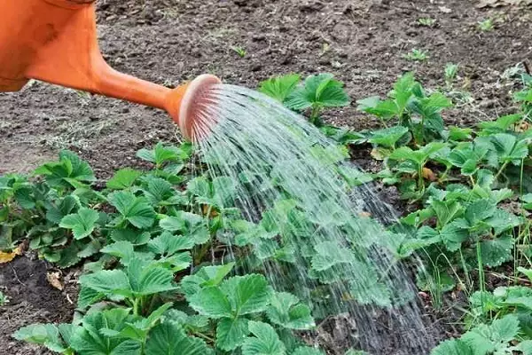 澆水植物
