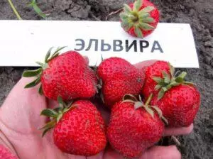 Elvira品種，著陸，培養和繁殖草莓的描述