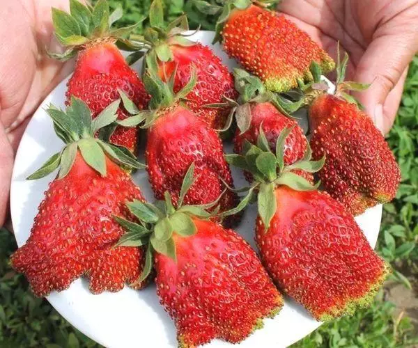 Strawberry Kupchikha.