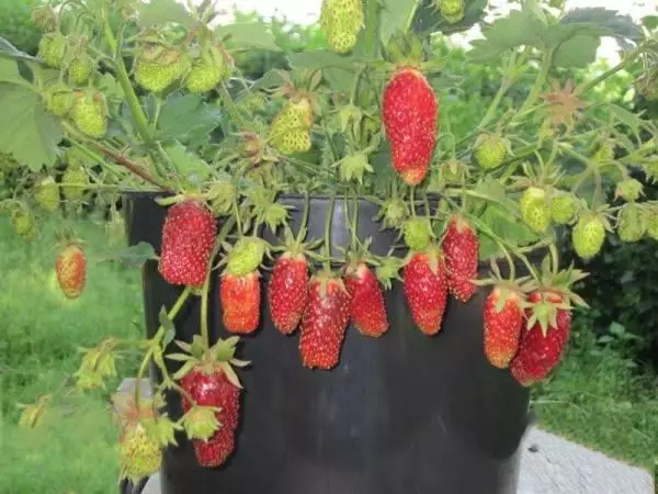 Strawberry Kupchikha.
