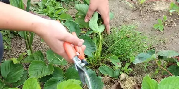 Pruning strawberry