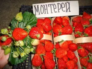 Kirjeldus ja omadused maasikate Monterey, maandumine ja hooldus