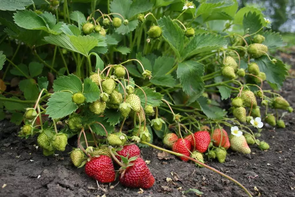 Căpșuni Bush.