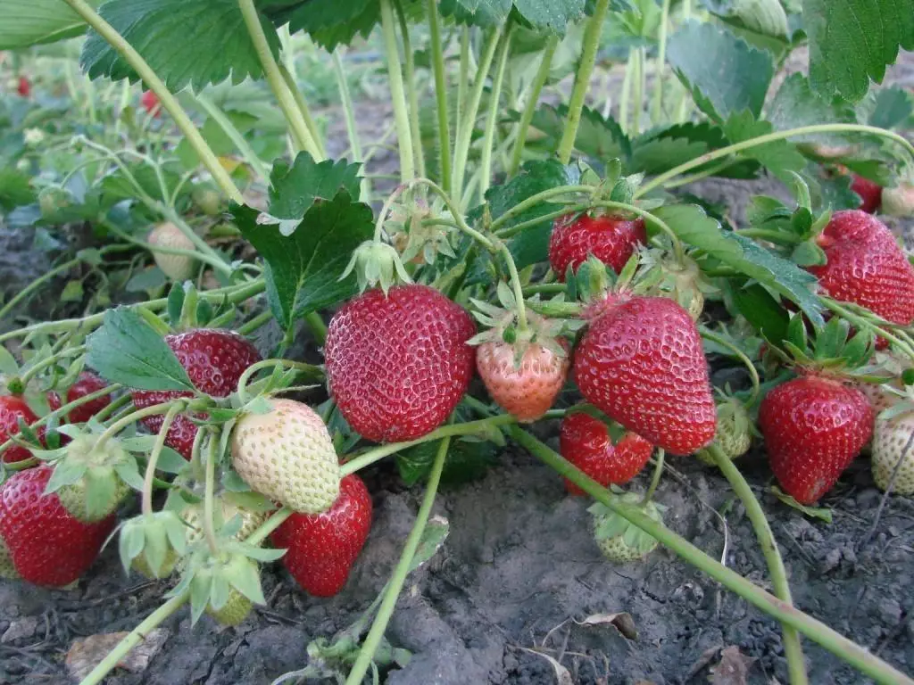Strawberberry Malvina
