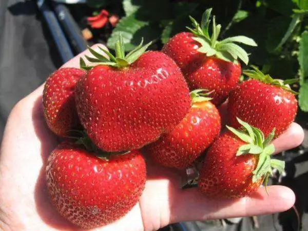Strawberry Malvina.