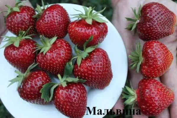 成熟的草莓Malvina