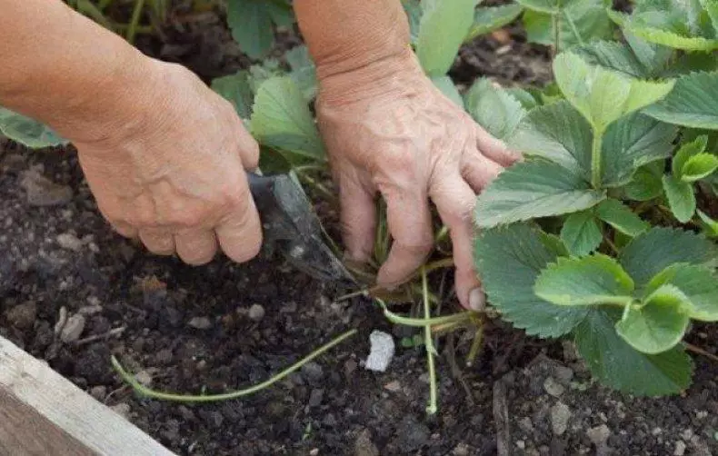 Prendersi cura delle fragole