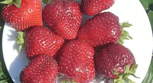Inkcazo kunye neempawu ze-strawberries vima rin, ukufika kunye nokukhathalela