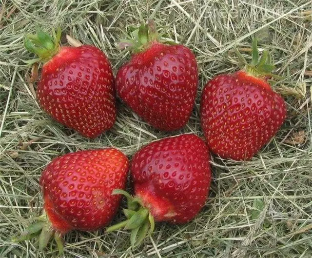 Kuibva trawberry