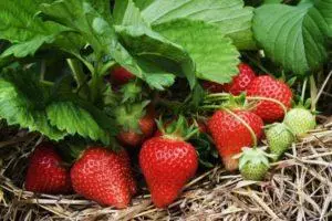 草莓勋章品种的描述与特征，培养与繁殖